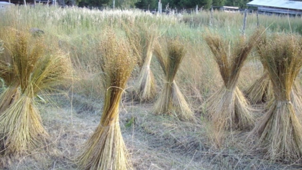 Flax Plant Fibers to the Adored Linen Fabric, then Wrinkles